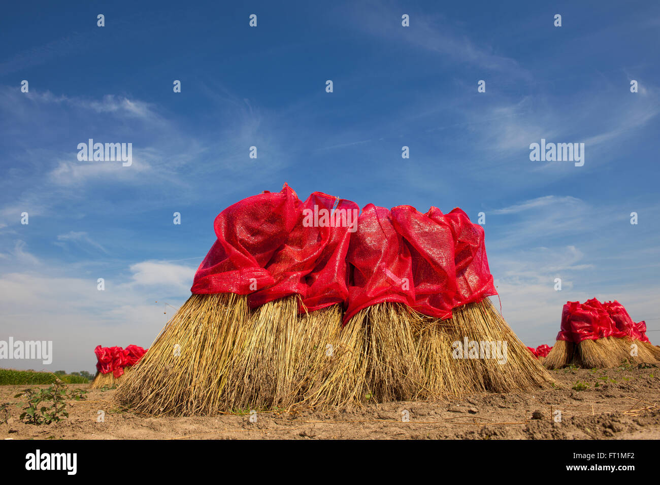 flax drying in the summer sun on a Dutch farmfield Stock Photo - Alamy