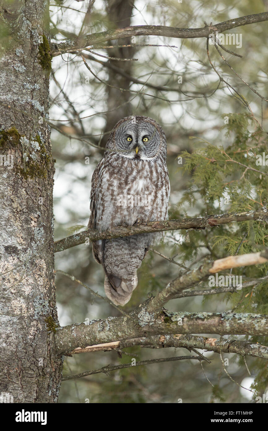 Lone Great Gray Owl in a tree in winter Stock Photo - Alamy