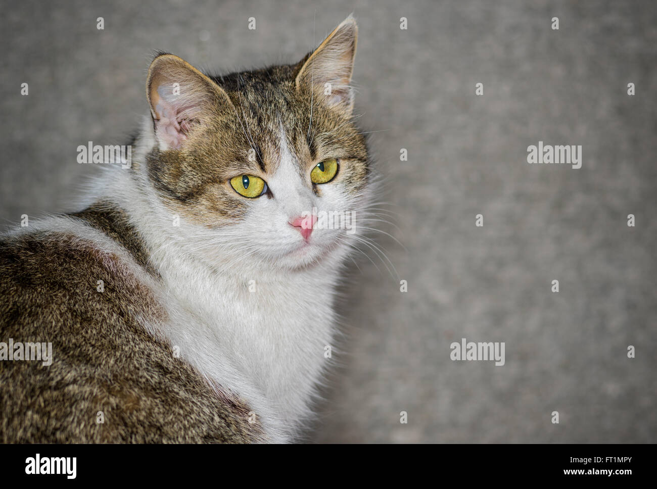 Outdoor portrait of beautiful ordinary cat (male) with yellow eyes ...