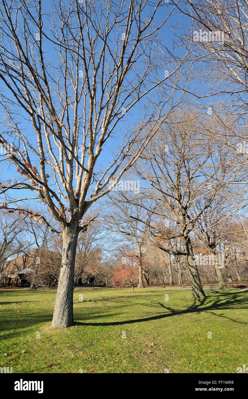 Trees in Central Park, New York city Stock Photo - Alamy