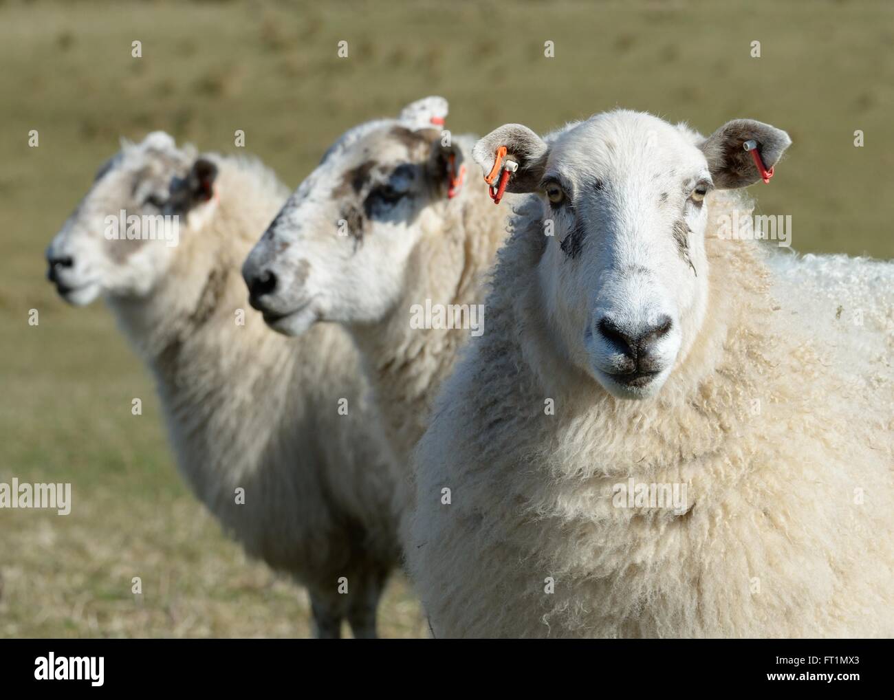 Close-up of sheep in a field in Scotland, UK Stock Photo - Alamy