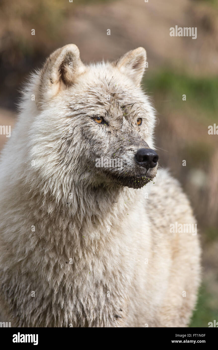 A lone Arctic Wolf Stock Photo - Alamy