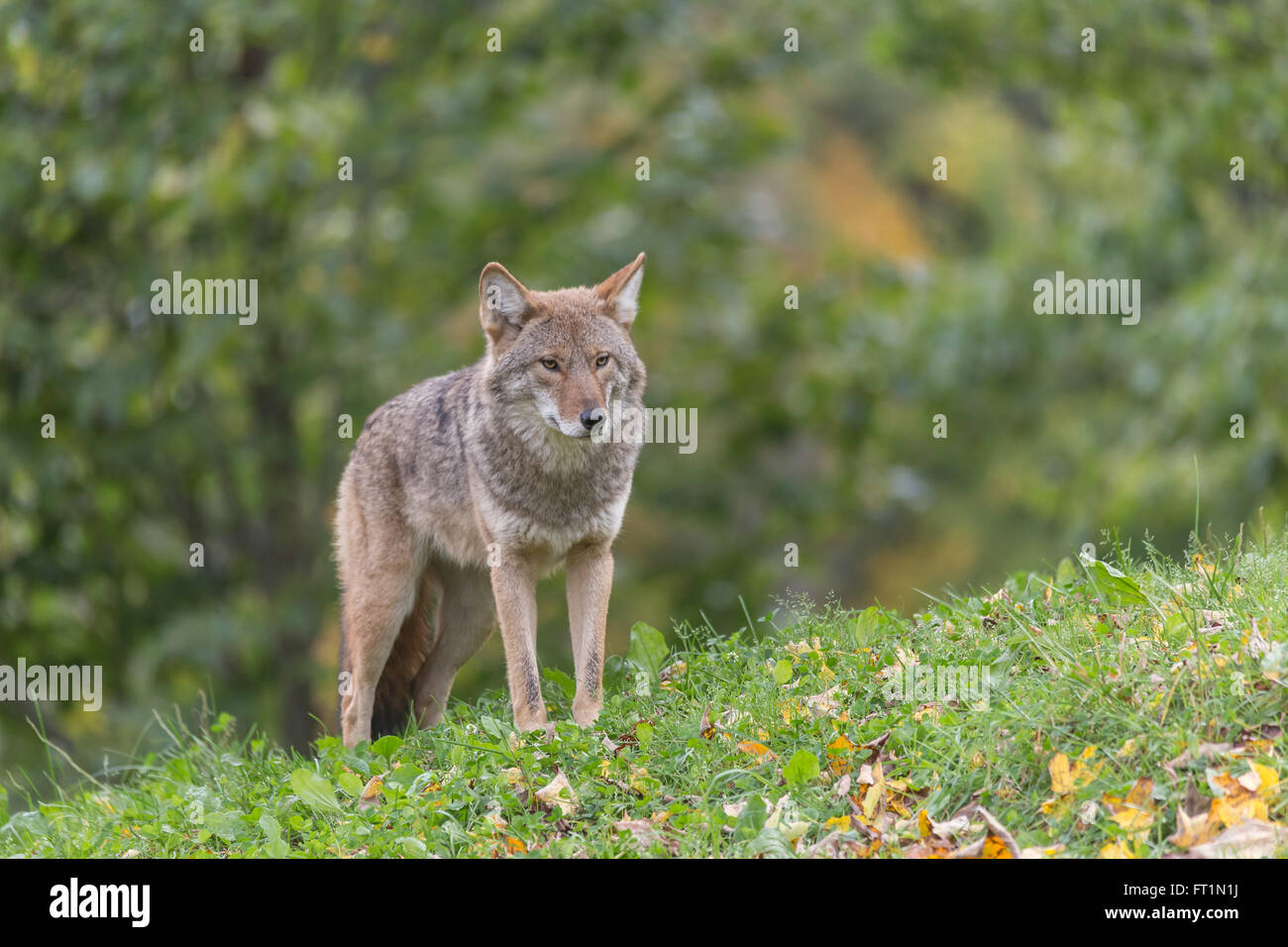 Coyote in a forest Stock Photo - Alamy