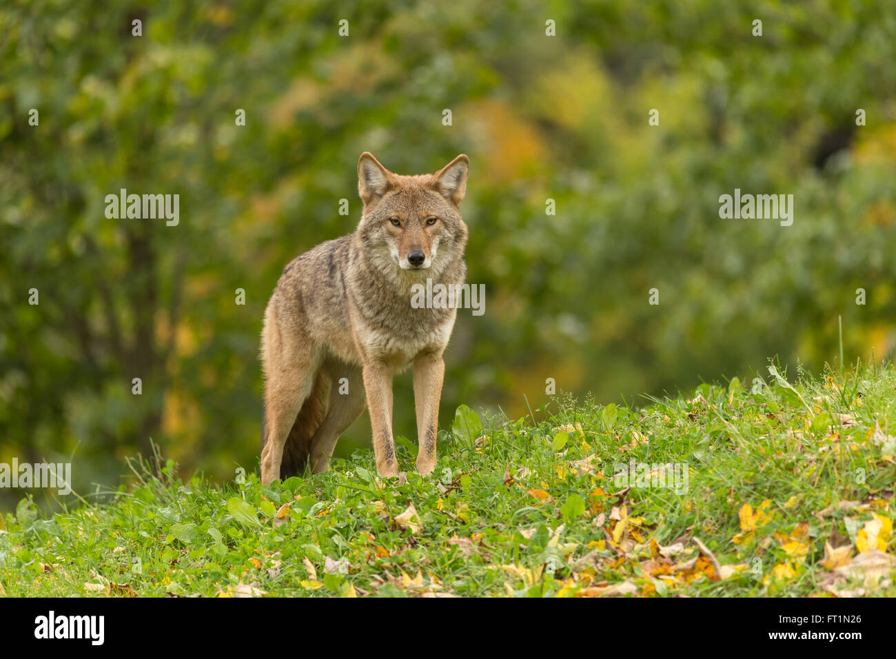 Coyote in a forest Stock Photo - Alamy