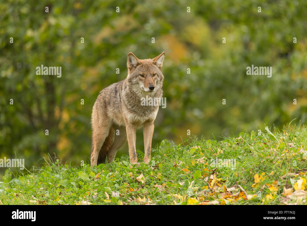 Lone large coyote in a forest setting Stock Photo - Alamy