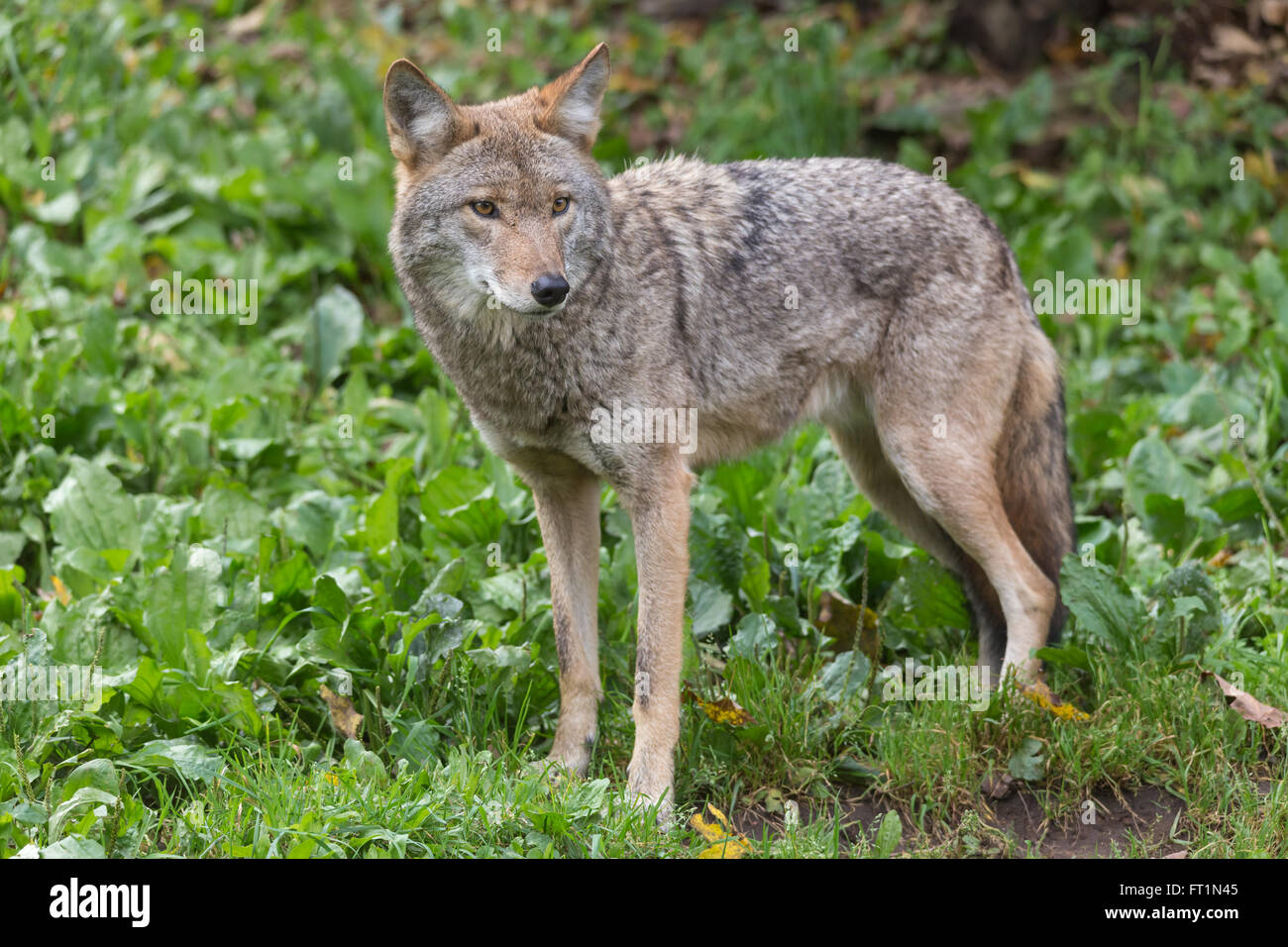 Coyote in a forest Stock Photo - Alamy
