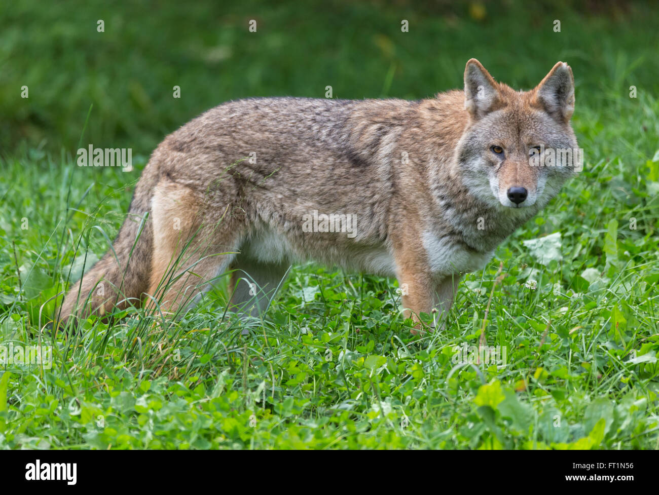 Coyote in a forest Stock Photo - Alamy