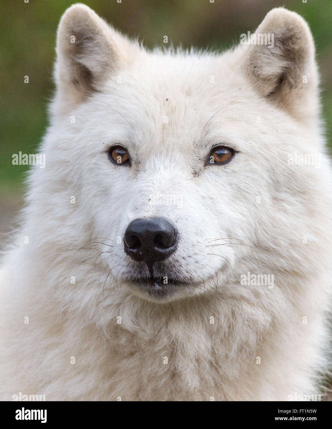 A lone Arctic Wolf Stock Photo - Alamy