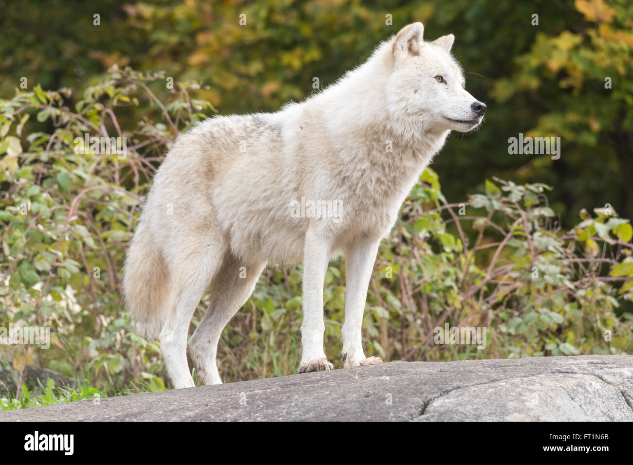 A lone Arctic Wolf Stock Photo - Alamy