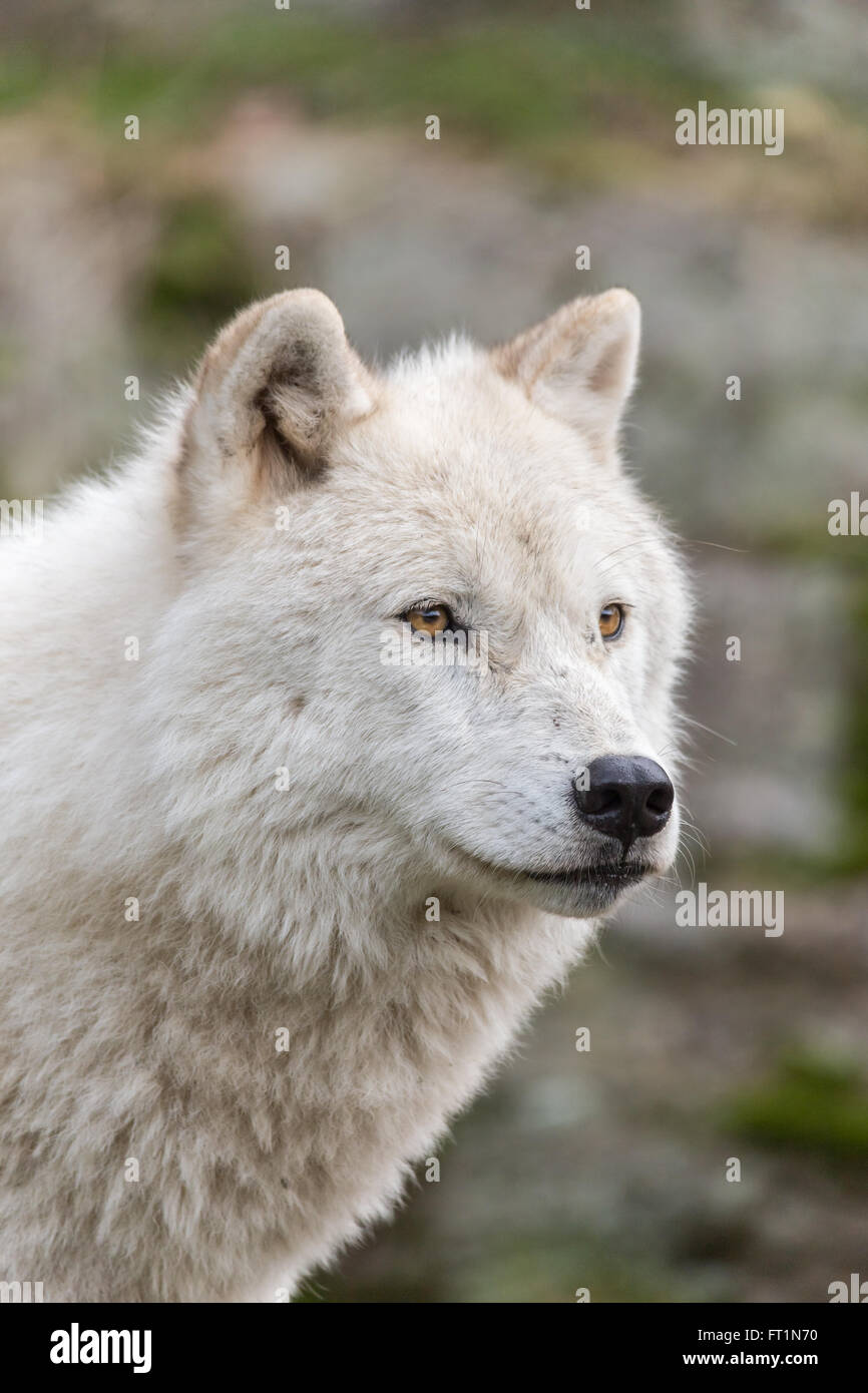 A lone Arctic Wolf Stock Photo - Alamy