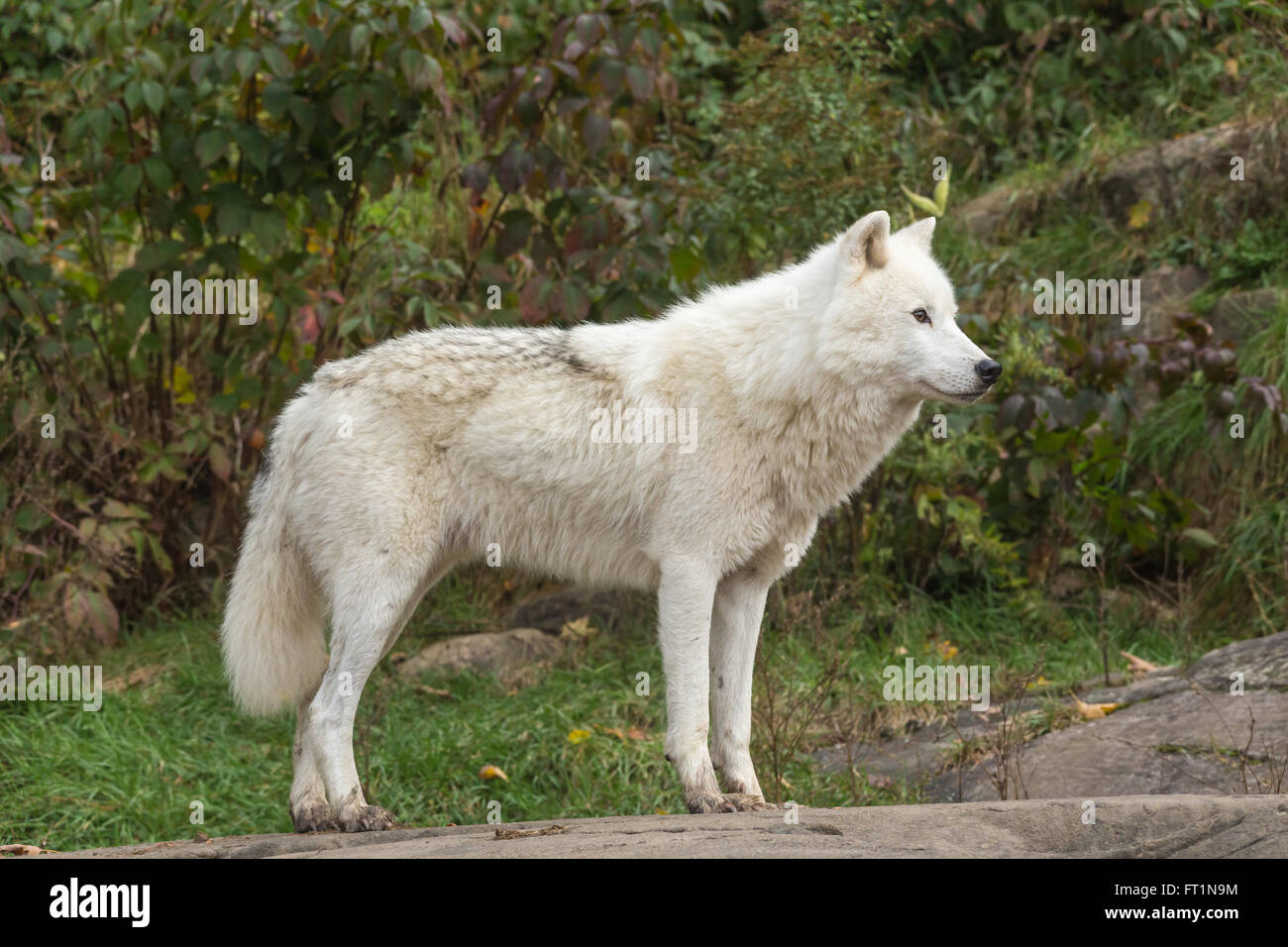 A lone Arctic Wolf Stock Photo - Alamy