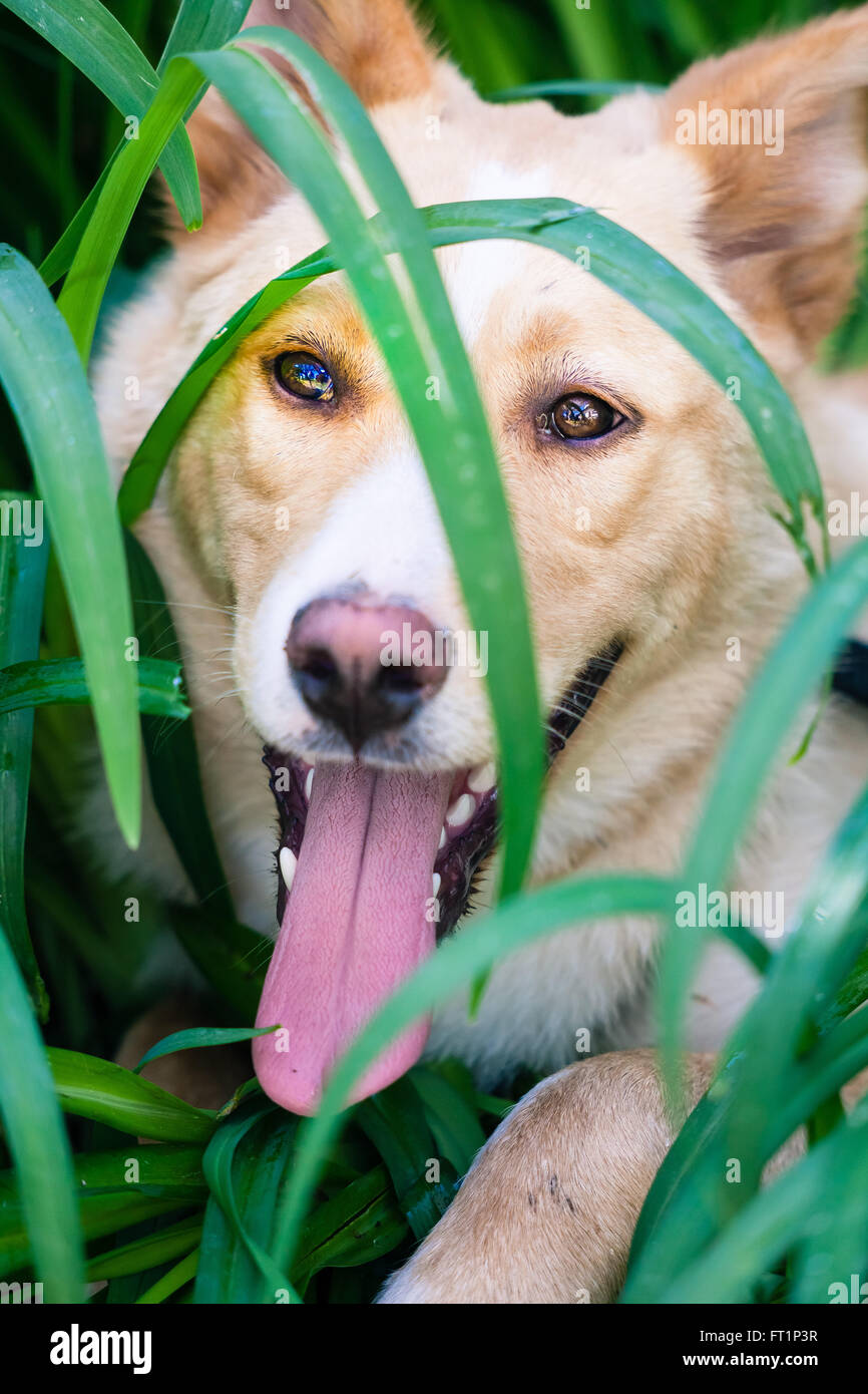 Dog playing in the grass Stock Photo - Alamy