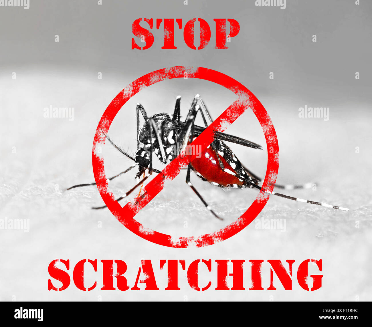 Tiger mosquito (Aedes albopictus) full of blood, an alien species ...