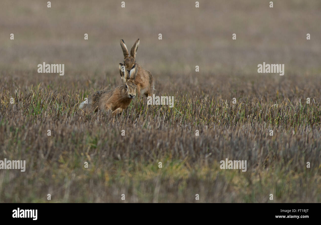 Brown hare chase hi-res stock photography and images - Alamy