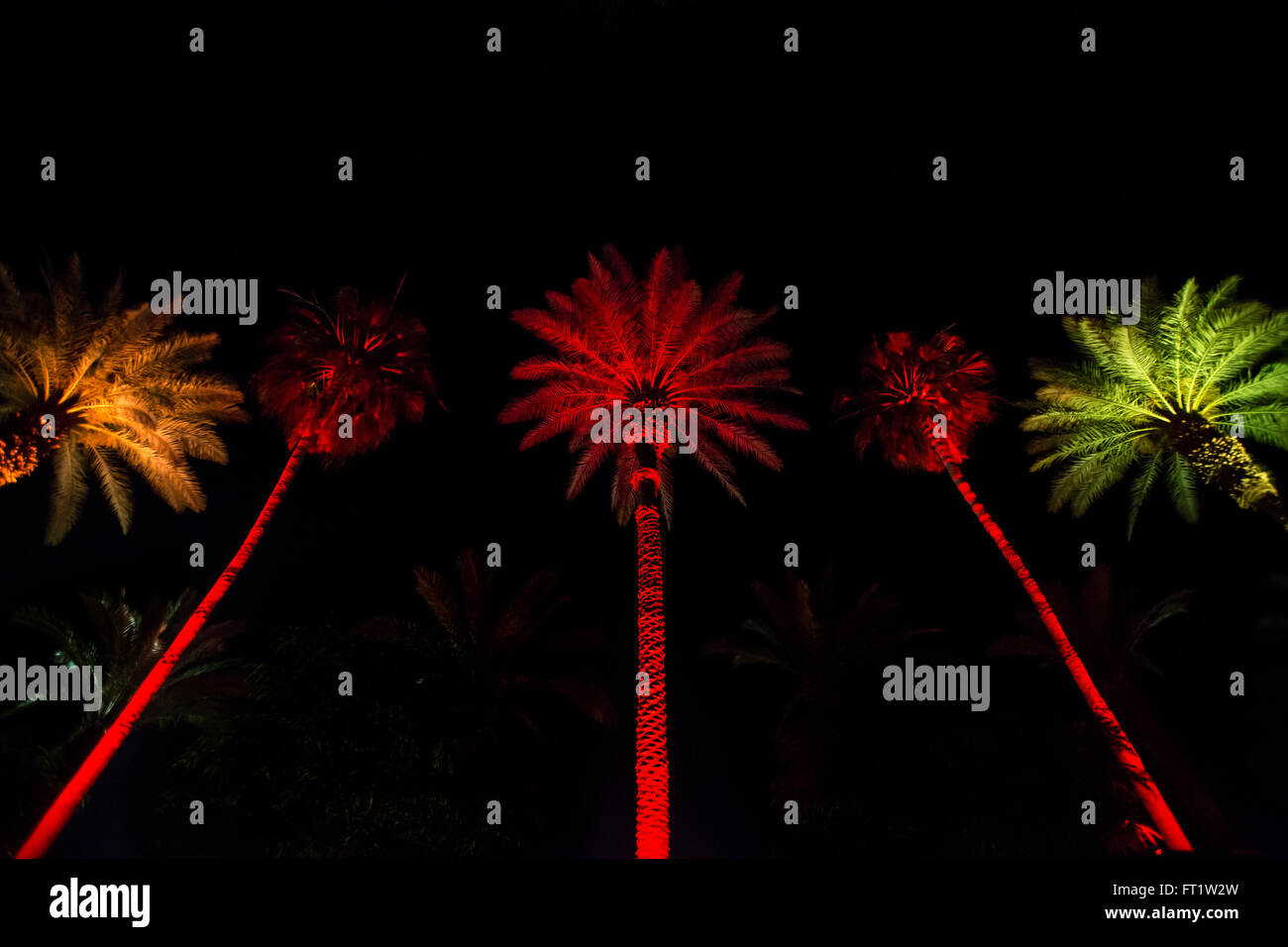 Green LED Palm Trees at Night in Miami -Colorful and vibrant green LED ...