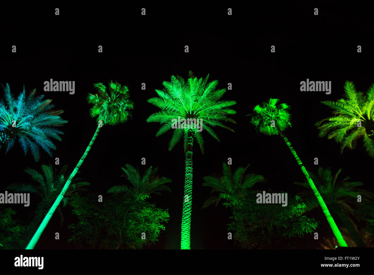 Green LED Palm Trees at Night in Miami -Colorful and vibrant green LED ...