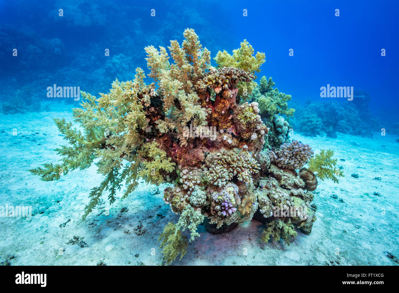 Single coral garden on sandy seabed, with a colourful diversity of soft ...