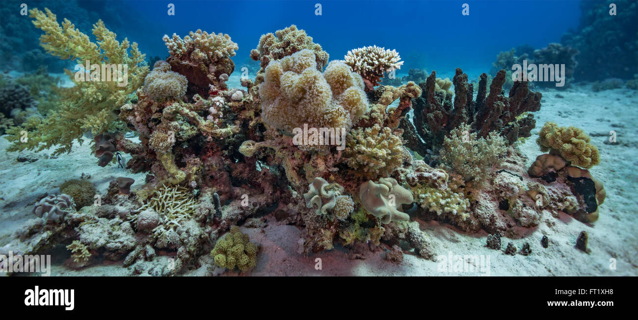 Coral sandy hi-res stock photography and images - Alamy
