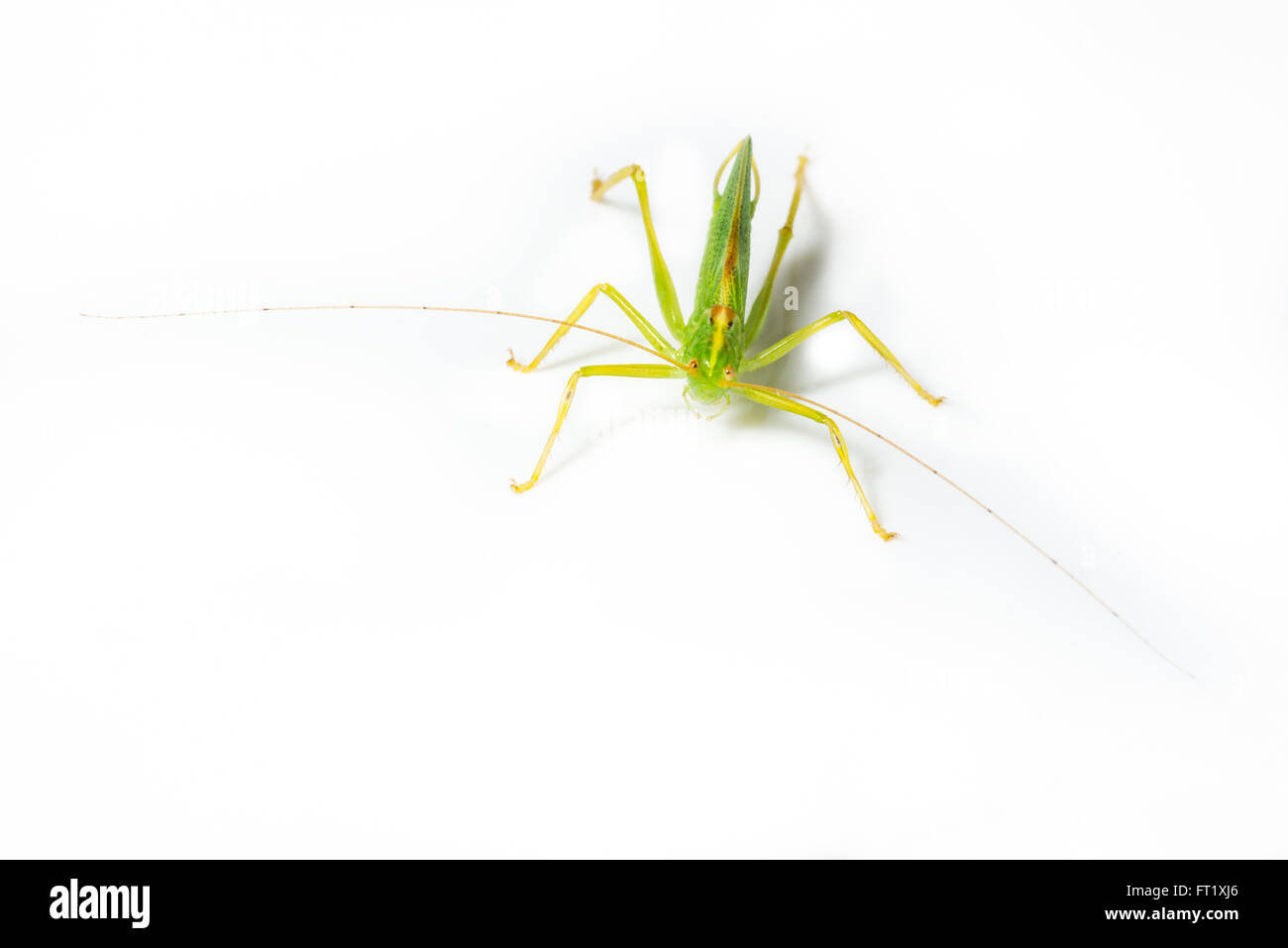 Oak bush-cricket (Meconema thalassinum) isolated on a white background ...