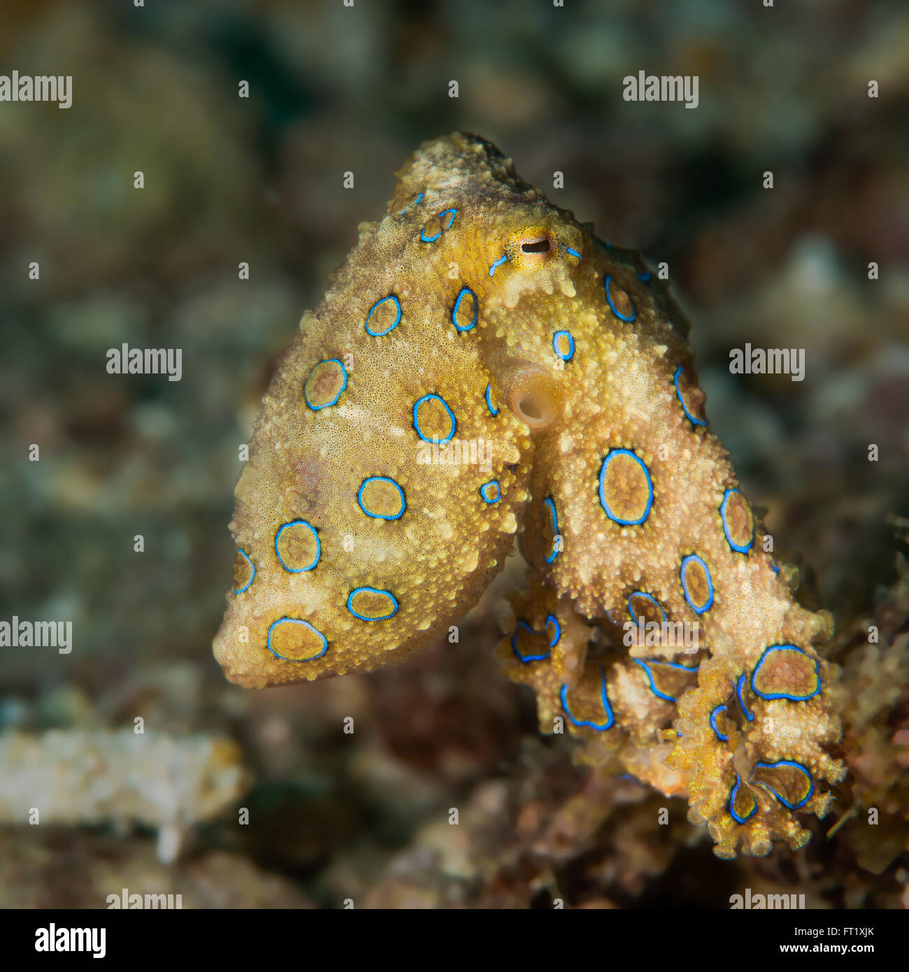 Greater blue-ringed octopus {Hapalochlaena lunulata} displaying blue ...