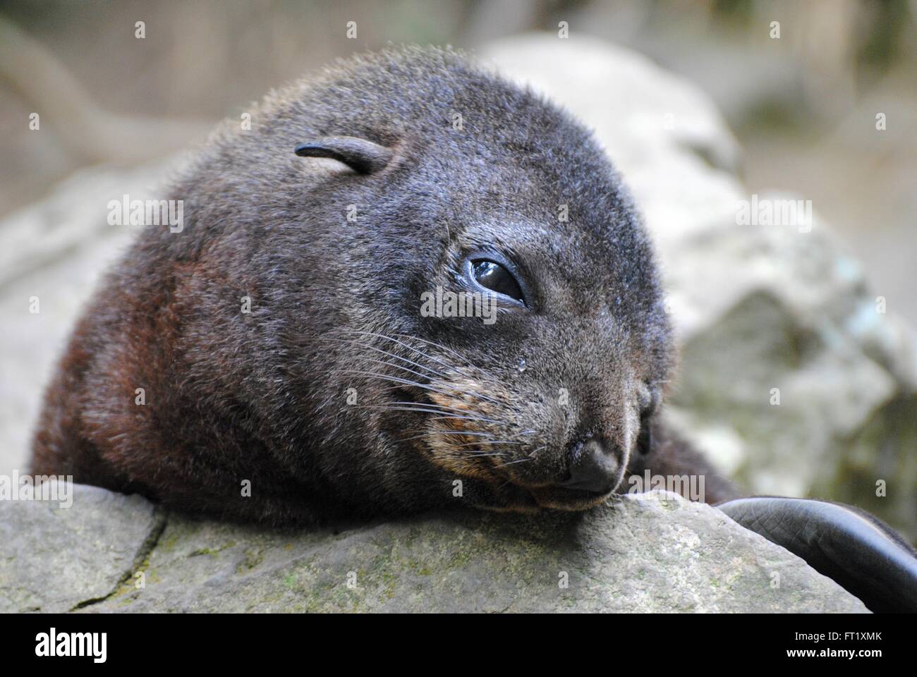 Harp Seal Pup Crying