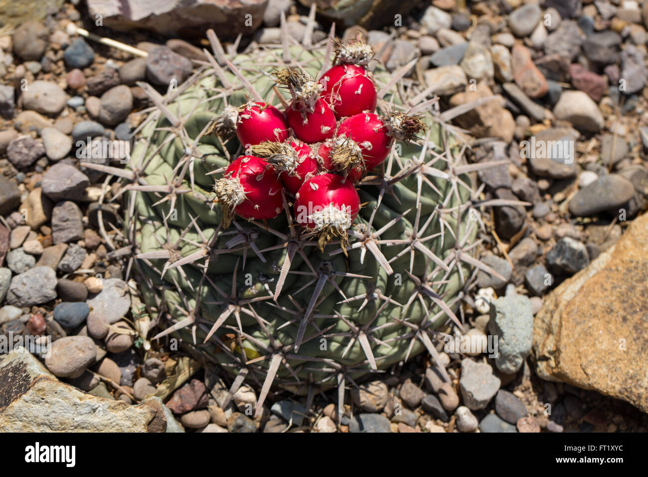 Texas barrel cactus hi-res stock photography and images - Alamy