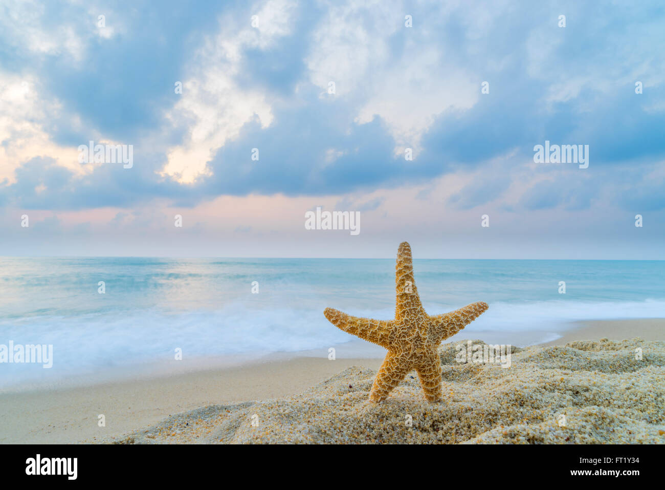 Starfish on the beach at dawn Stock Photo - Alamy