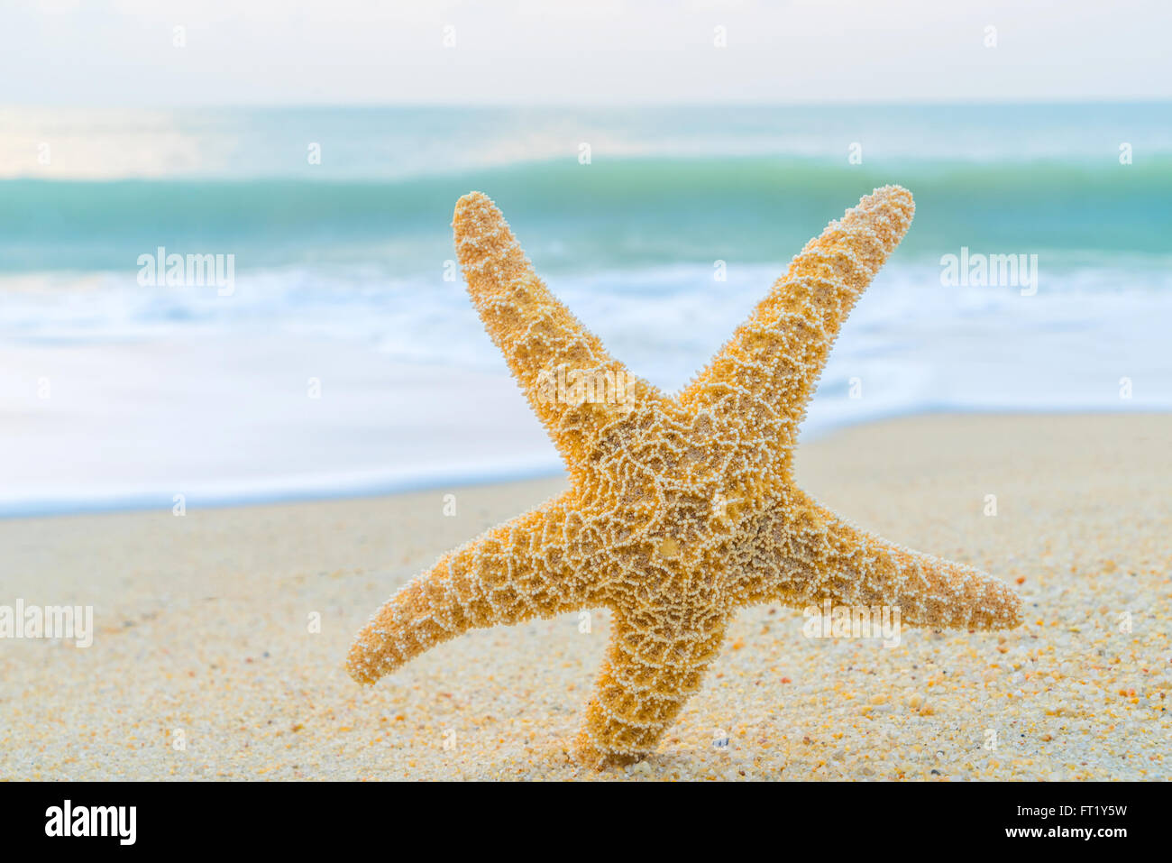 Starfish on the beach at dawn Stock Photo - Alamy