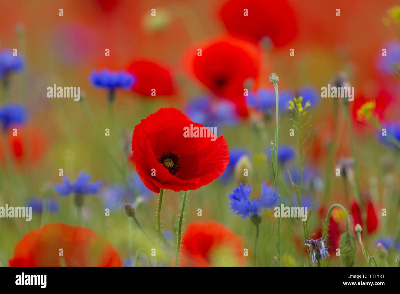 Corn poppies / red poppies (Papaver rhoeas) and cornflowers ...