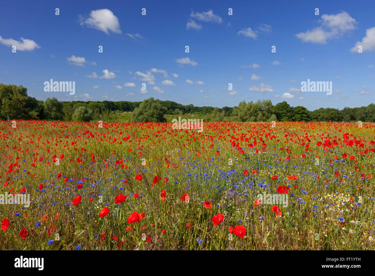 Corn poppies / red poppies (Papaver rhoeas) and cornflowers ...