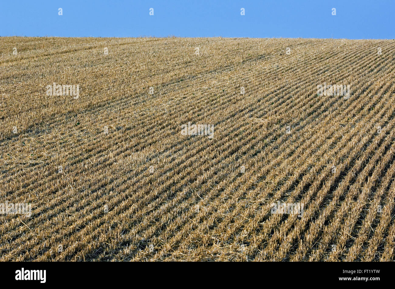 Stubble field after harvest in summer Stock Photo - Alamy