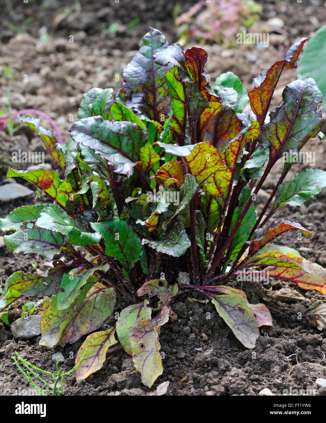 Leaves Beta Vulgaris Roots Stock Photos & Leaves Beta Vulgaris Roots ...