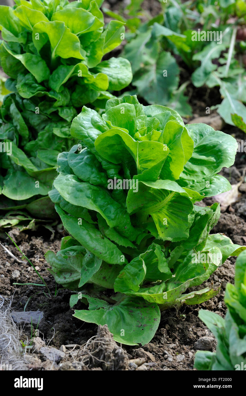 Head Of Lettuce