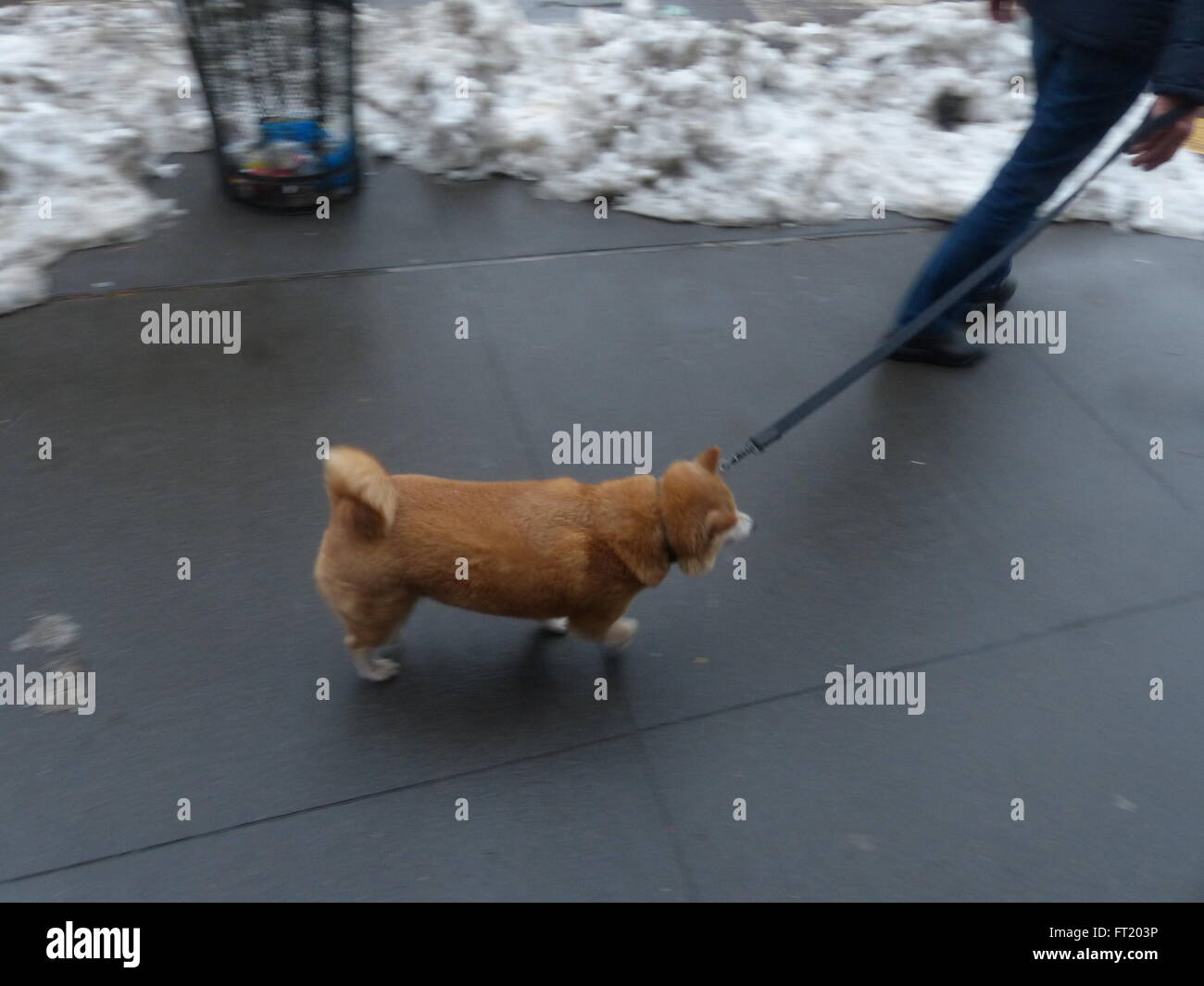 Dog on leash Stock Photo - Alamy