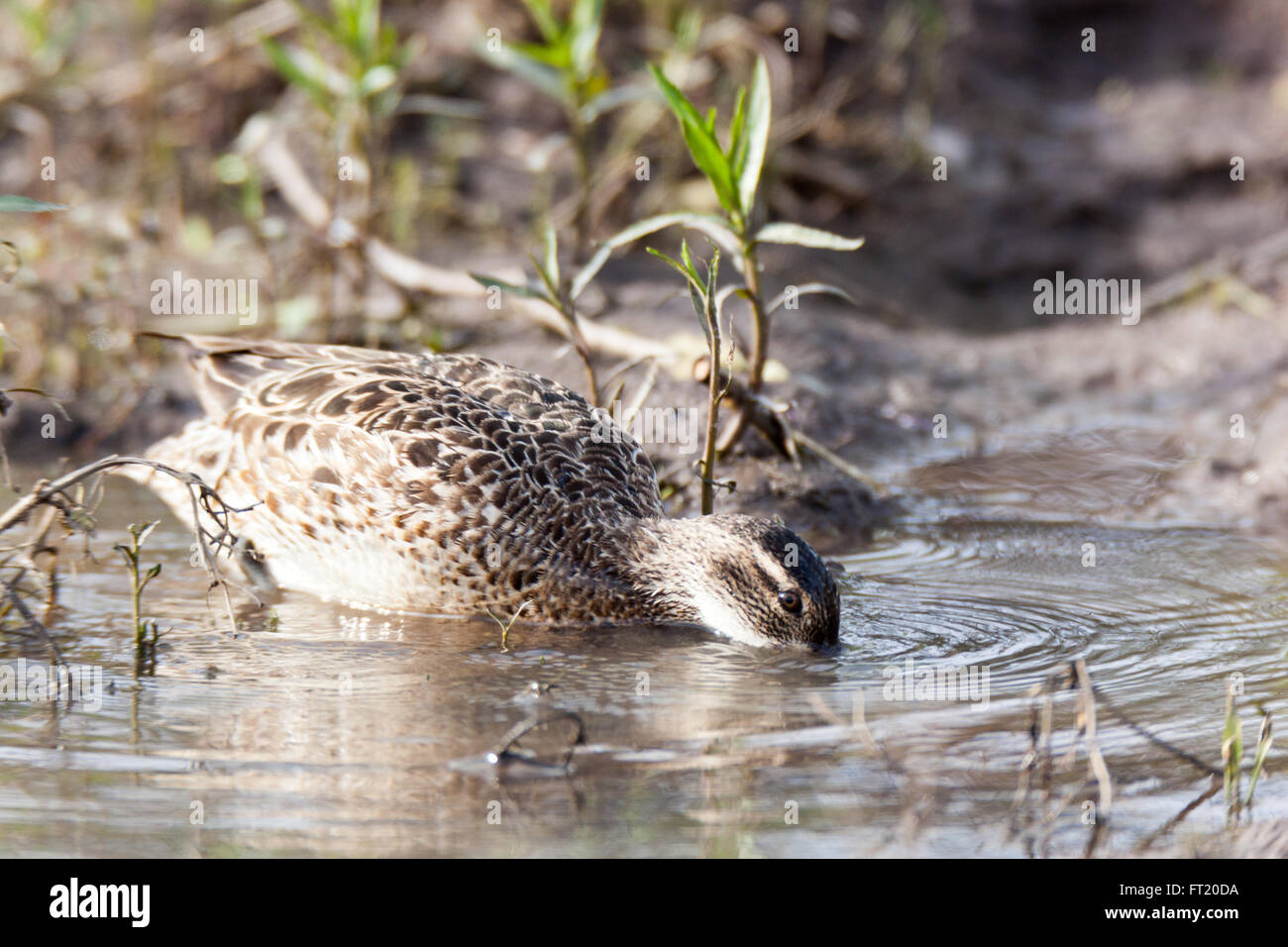 Garganey female duck hi-res stock photography and images - Alamy