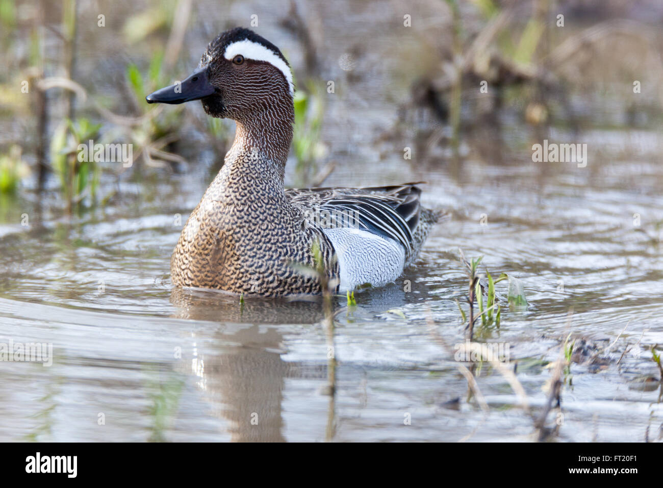 Garganey (Anas querquedula). Russia. Russia, the Ryazan region ...