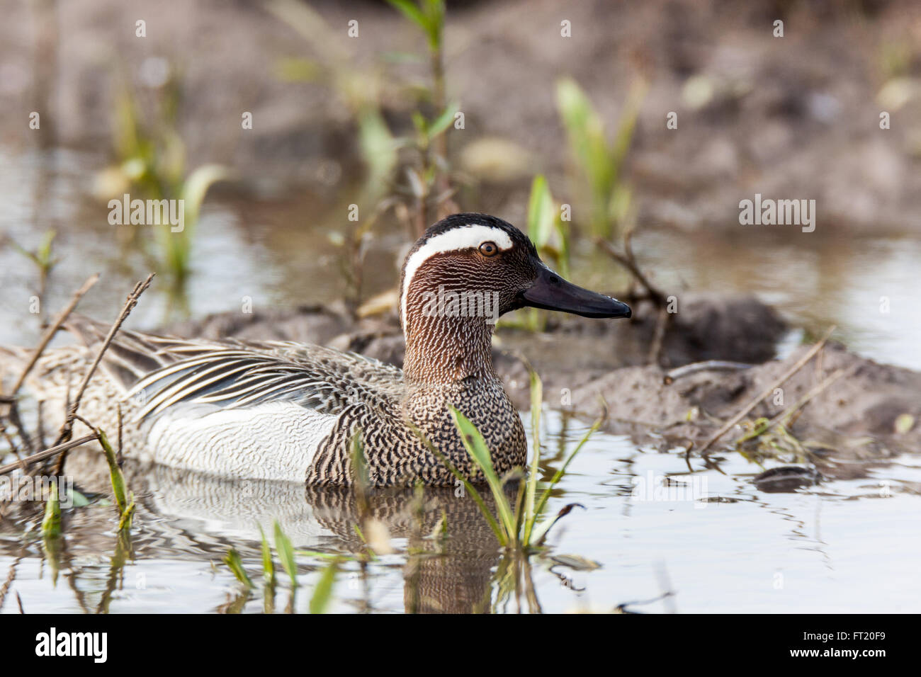 Garganey (Anas querquedula). Russia. Russia, the Ryazan region ...