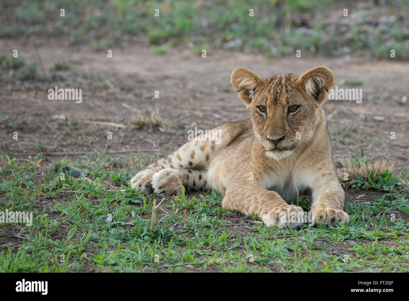 Africa, Zambia, South Luangwa National Park, Mfuwe. Lion cub (WILD ...