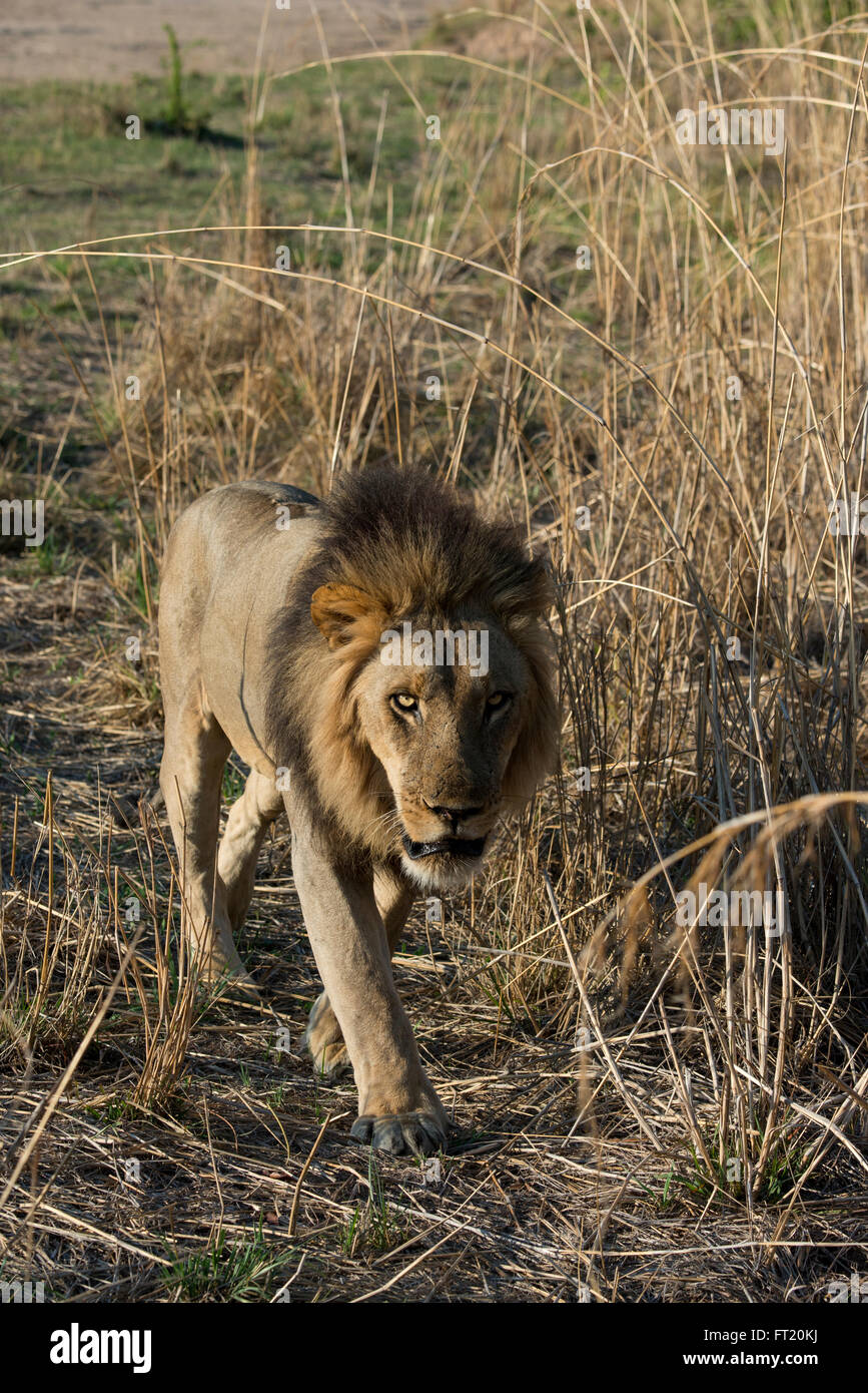 Africa, Zambia, South Luangwa National Park, Mfuwe. Large male lion ...