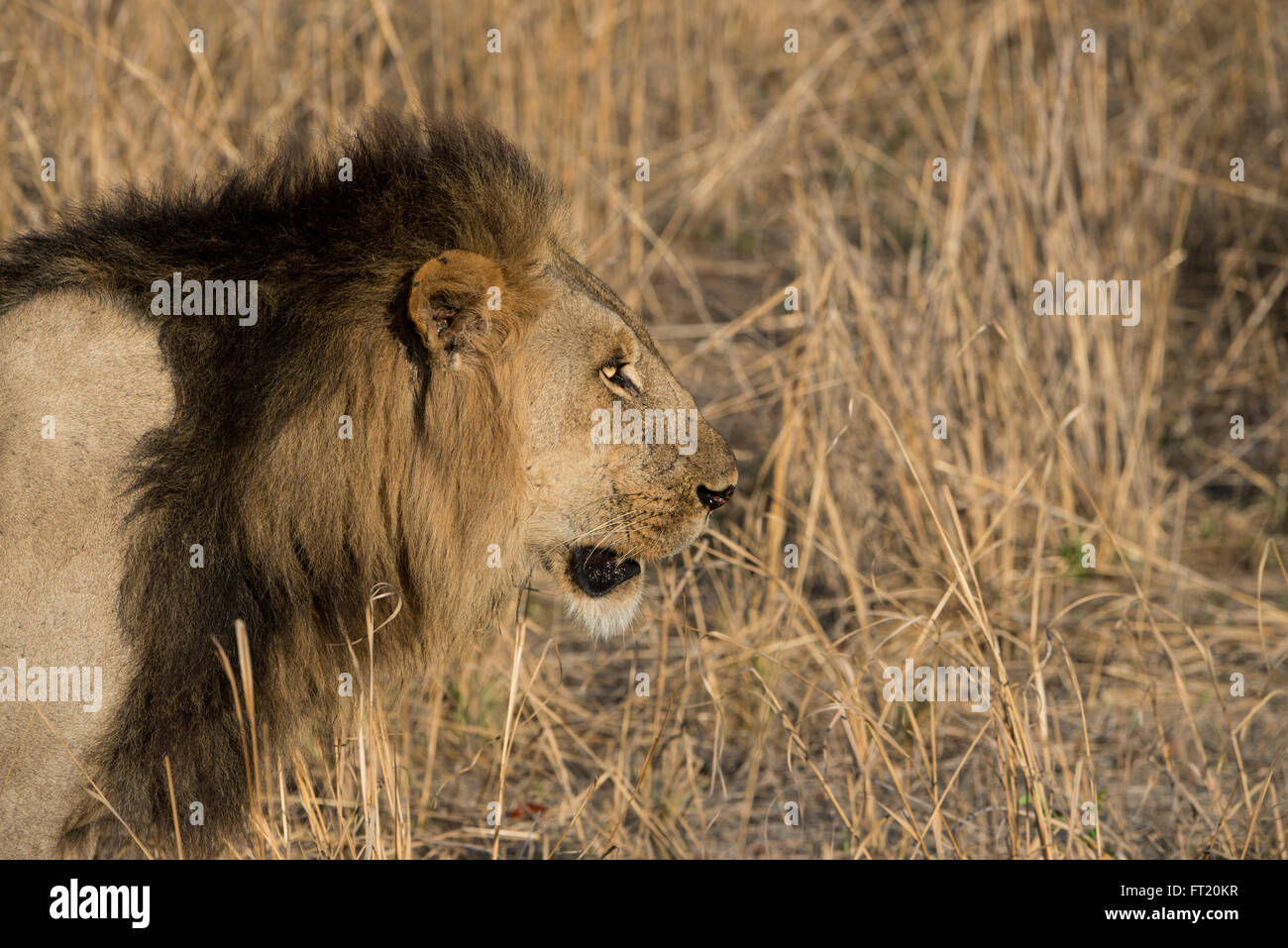 Lion face profile hi-res stock photography and images - Alamy
