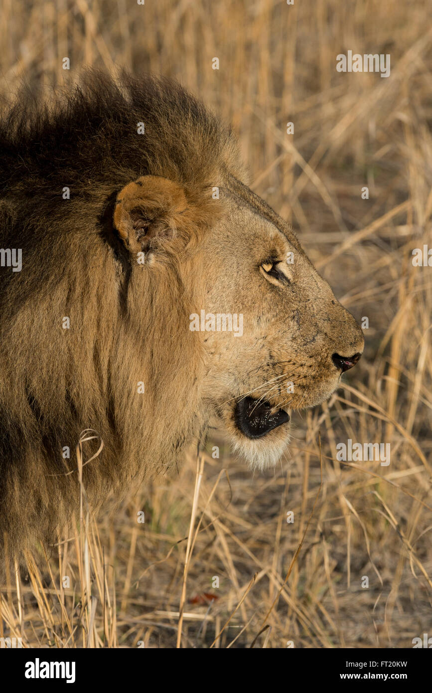 Africa, Zambia, South Luangwa National Park, Mfuwe. Large male lion ...