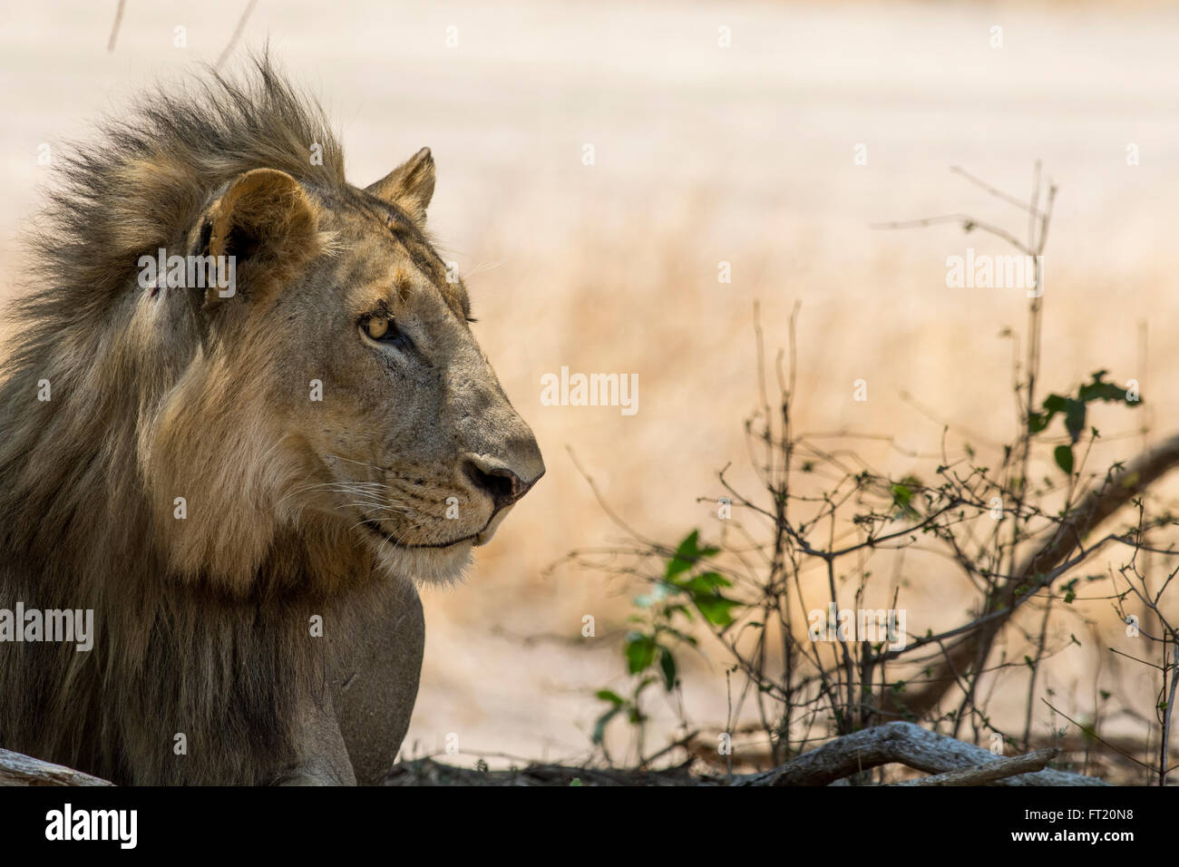 Africa, Zambia, South Luangwa National Park, Mfuwe. Male lion (WILD ...