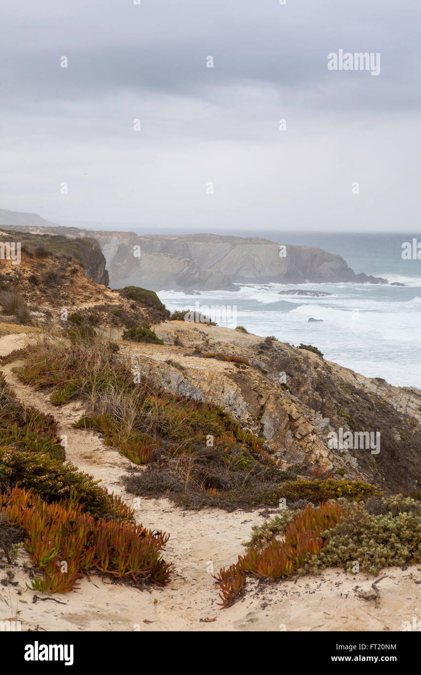 Beautiful dunes' plants in autumn. Atlantic ocean coast in Portugal ...