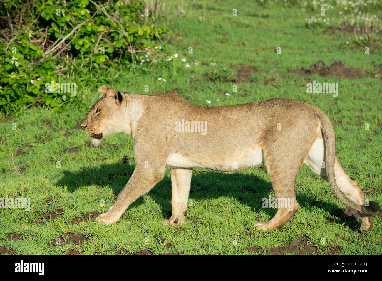Africa, Zambia, South Luangwa National Park, Mfuwe. Lone lioness (WILD ...