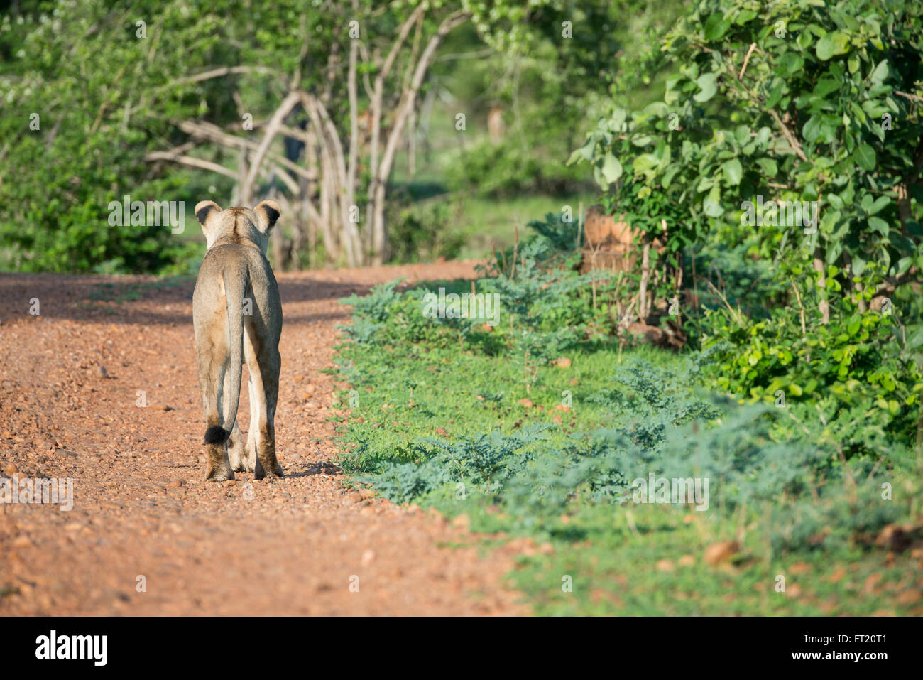 Africa, Zambia, South Luangwa National Park, Mfuwe. Lone lioness (WILD ...