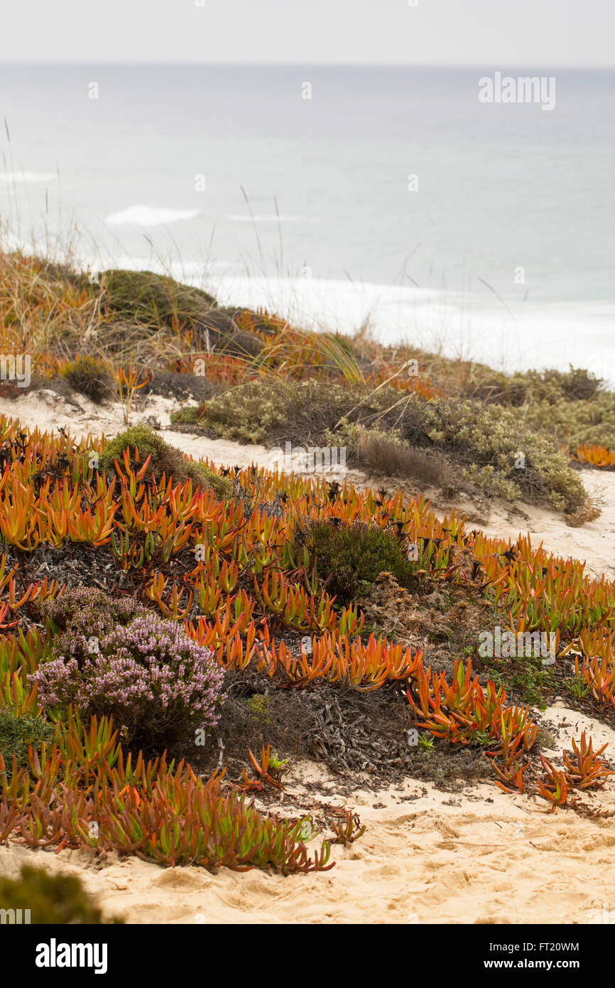 Atlantic Ocean Sea Plants