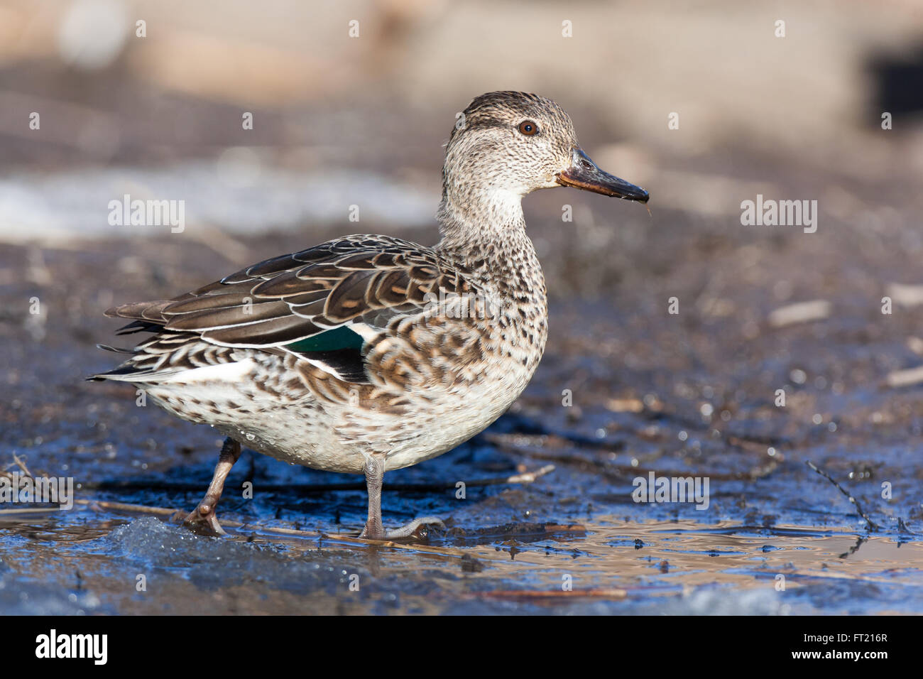 Common Teal (Anas crecca). Wild bird in a natural habitat. Wildlife ...