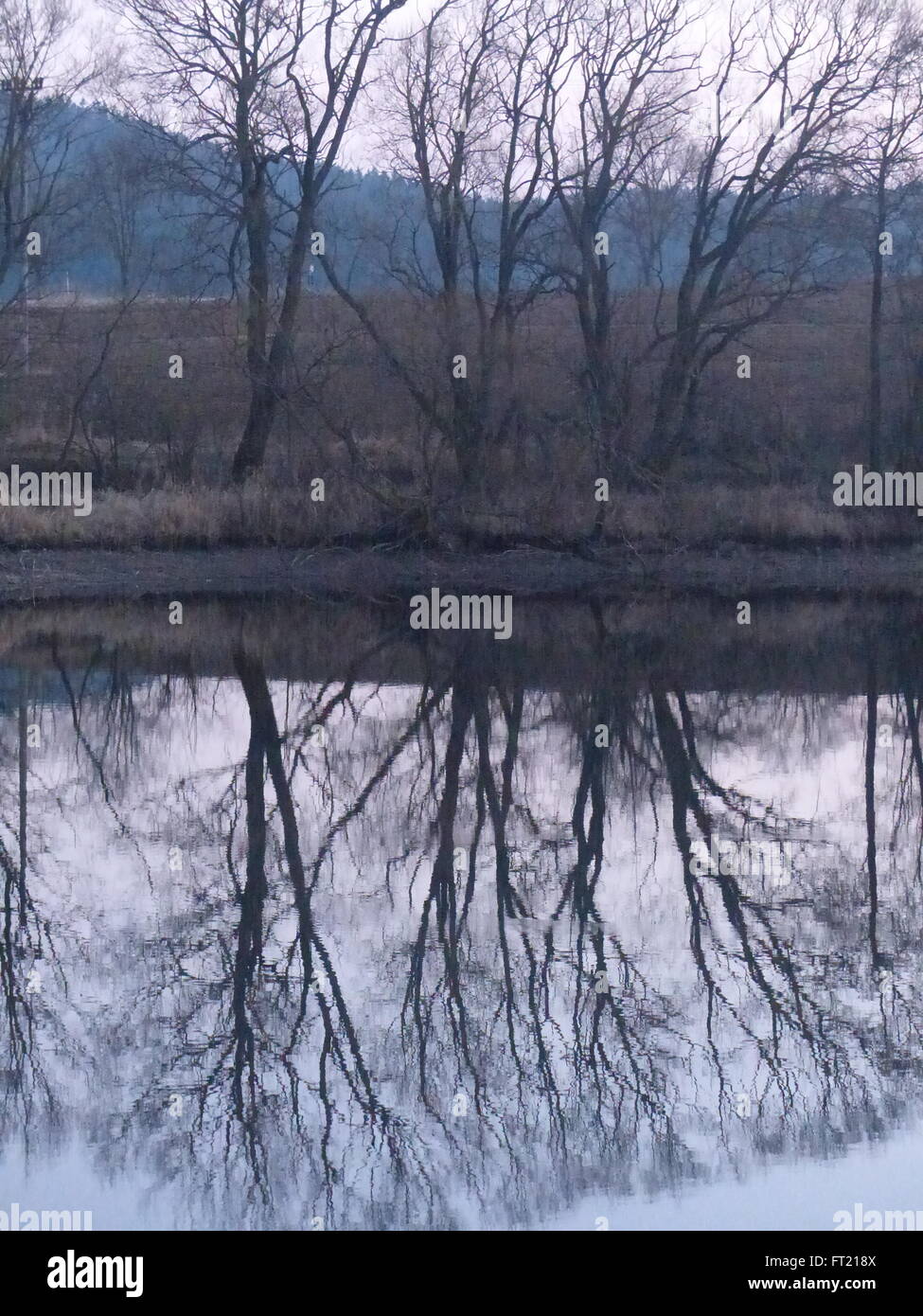 Trees reflection in lake Stock Photo - Alamy