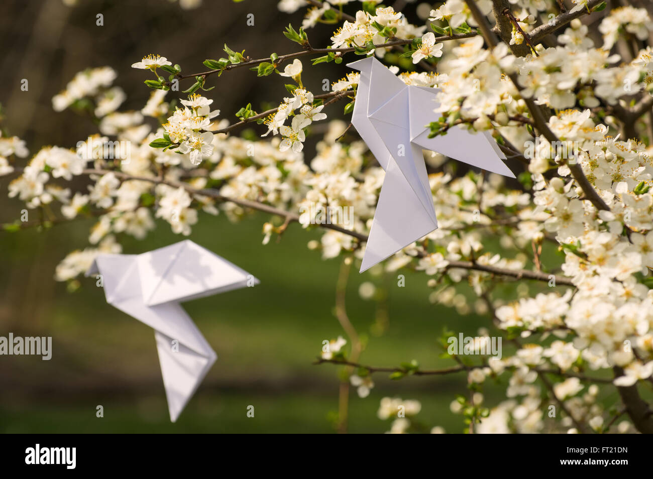 White origami dove birds hanging on blooming spring plum tree Stock ...