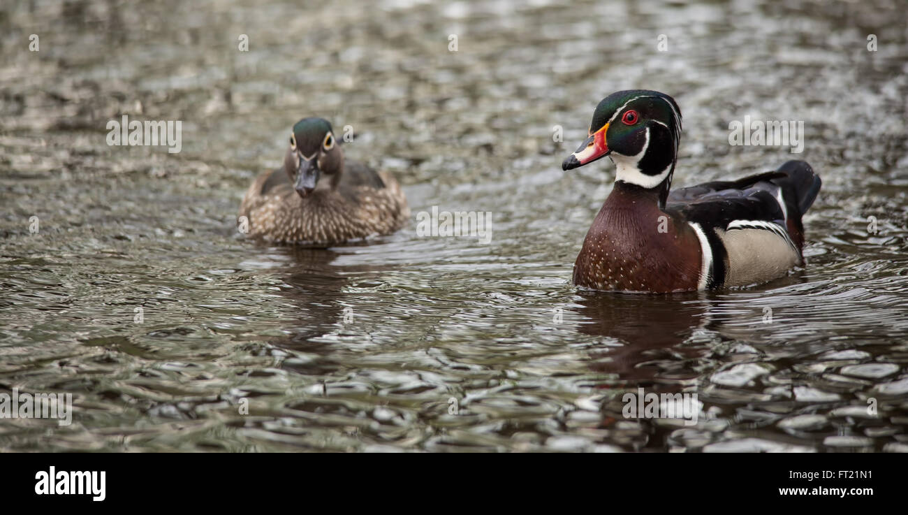 Male wood duck hi-res stock photography and images - Alamy